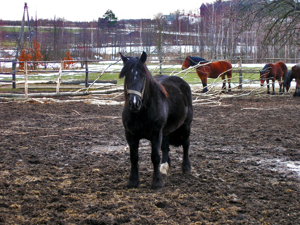 Slezský norik | Koně
