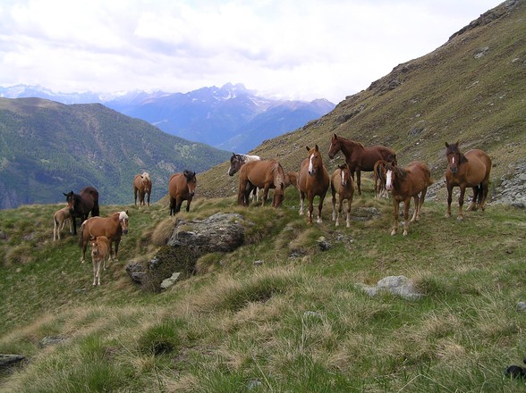 Koně – obrázky | Koně