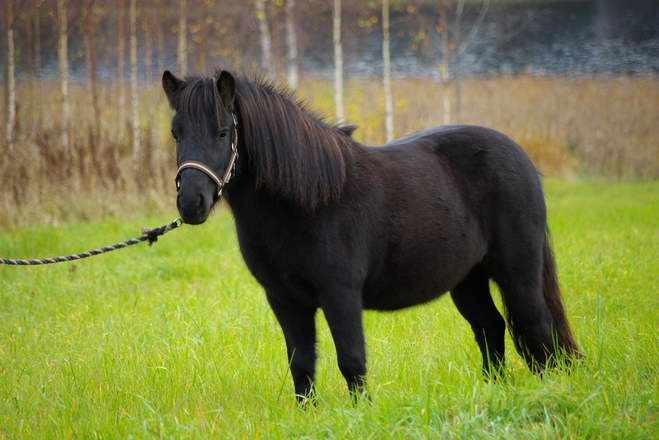 Shetlandský pony